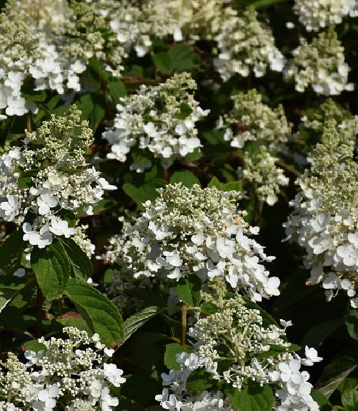 Hydrangea paniculata 'Baby Lace'®